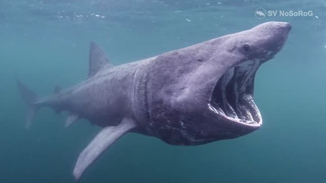 Почему при наличии зубов Гигантская акула (Basking shark) — Cetorhinus maximus выглядит «беззубой» ?