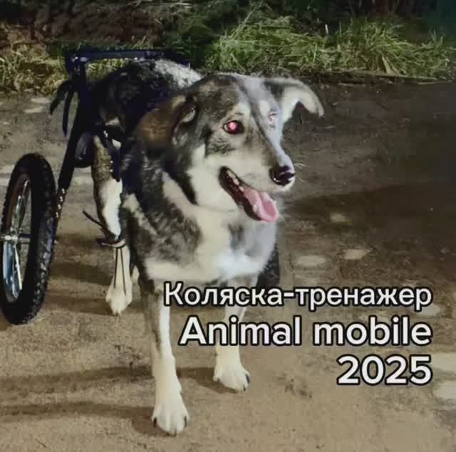 Коляска-тренажер для собак