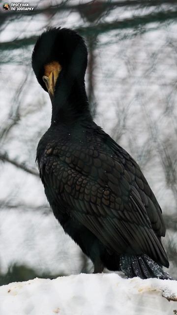 Баклан чистит перья. Ленинградский зоопарк