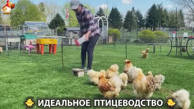 Идеальное птицеводство достойно восхищения 🐓🦆🦢🦚🦃🐔 эпизод (468)