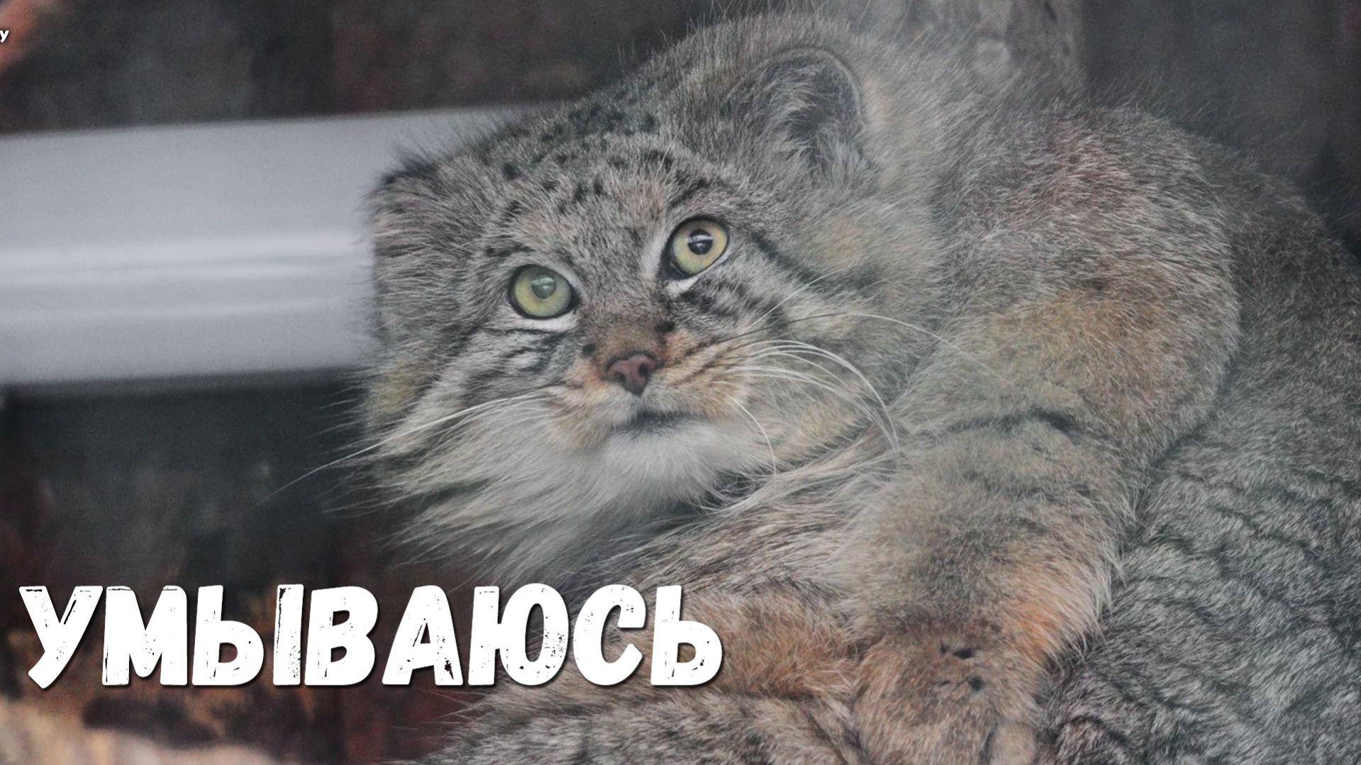 Манул Шу умывается и озирается по сторонам. Новосибирский зоопарк