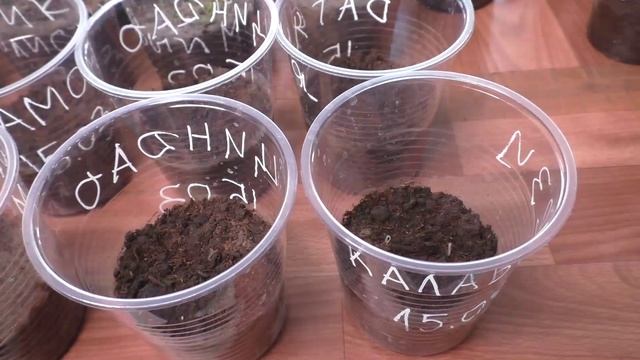 Помидоры взошли 18 марта