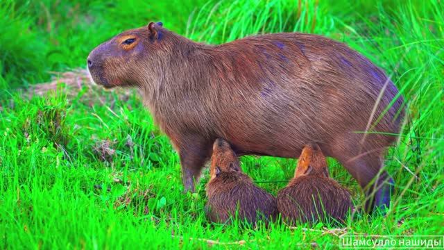 #Коран#АльБакъара#СамыеКрасивыеМеста#Relaxation##Islam#Quran#AlBaqarah'#Minshawiy #4кВидео#36часть#