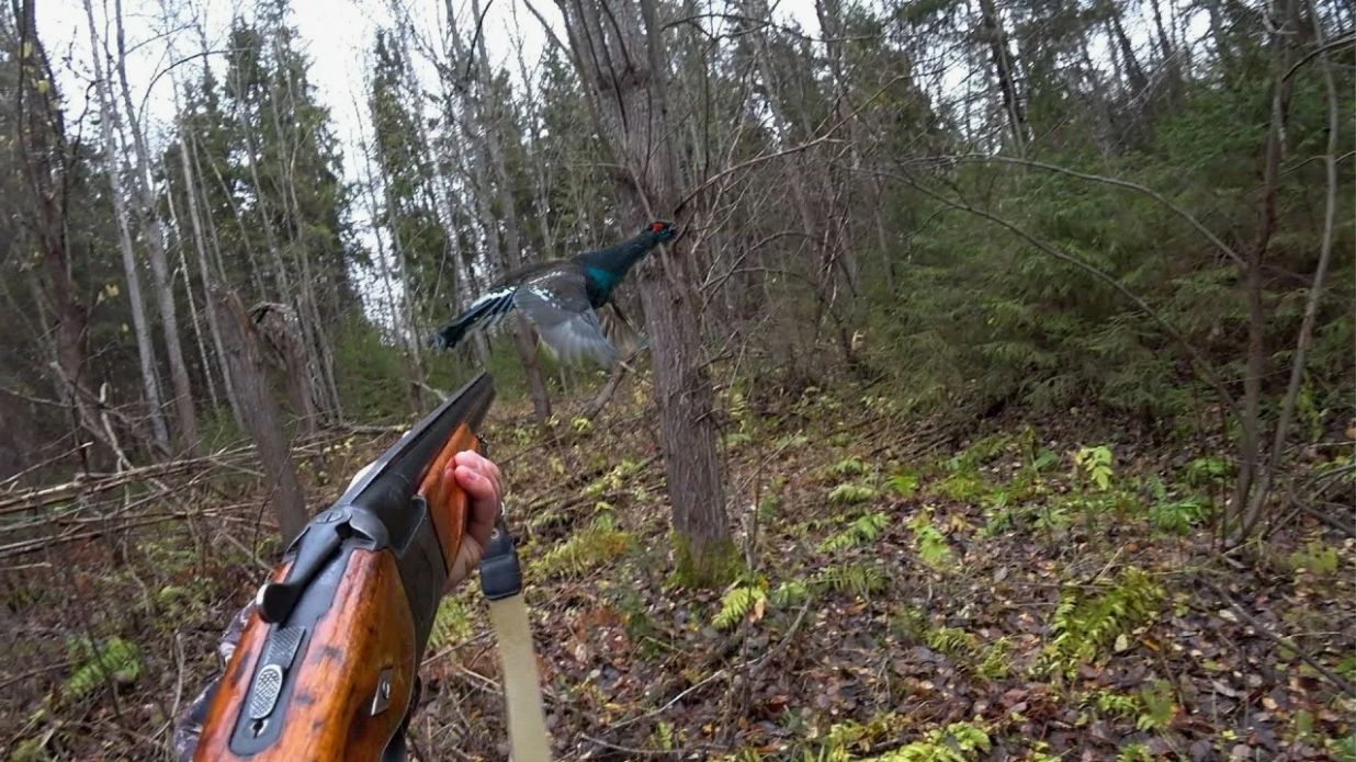 theHunter Classic-угодья Хиршфельден-осенняя охота на глухаря