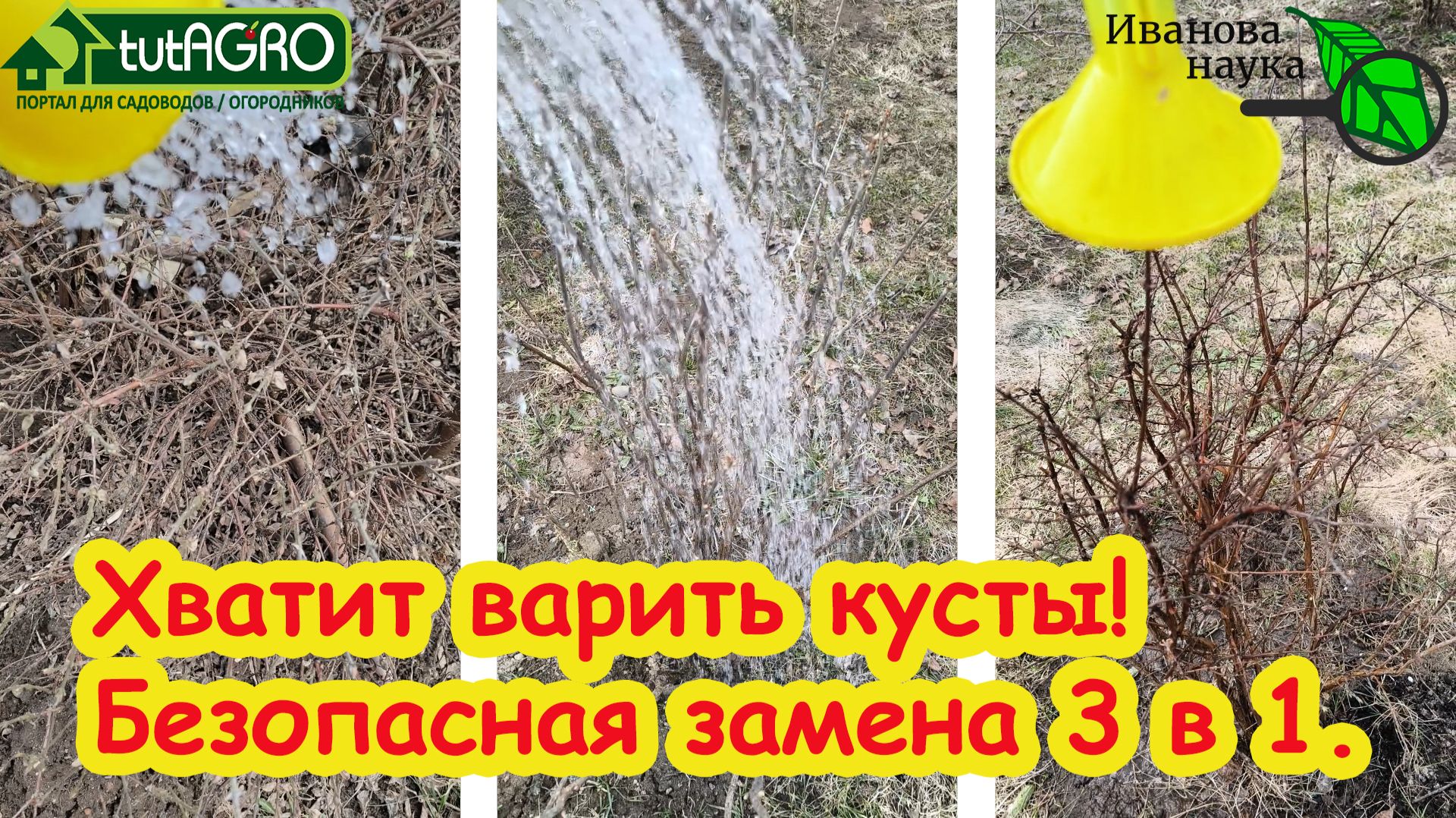 ⚡️ ЗАБУДЬТЕ О КИПЯТКЕ! Этим раствором уничтожаю ВСЕ болезни и вредителей на кустах.