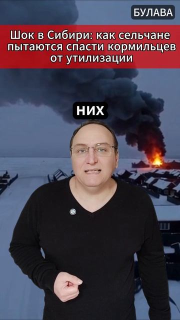 🔥 Шок в Сибири как сельчане пытаются спасти кормильцев от утилизации