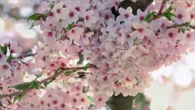 Пришла ВЕСНА. Проснись ЛЮБОВЬ. Сл.,муз. и исп. С. Фрумович