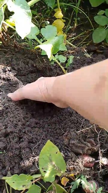 16 июля. Подкапываем картофель