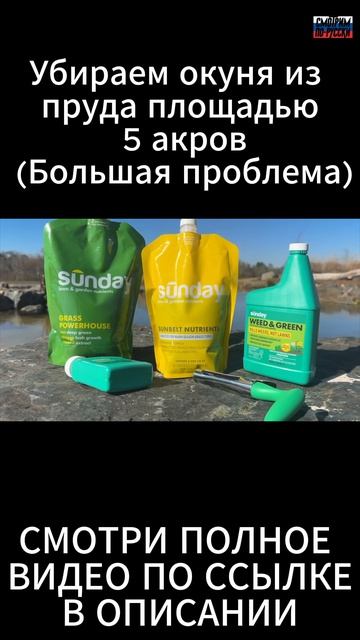 Убираем окуня из пруда площадью 5 акров 🎣🐟 (Большая проблема ⚠️) ЧАСТЬ 4/11