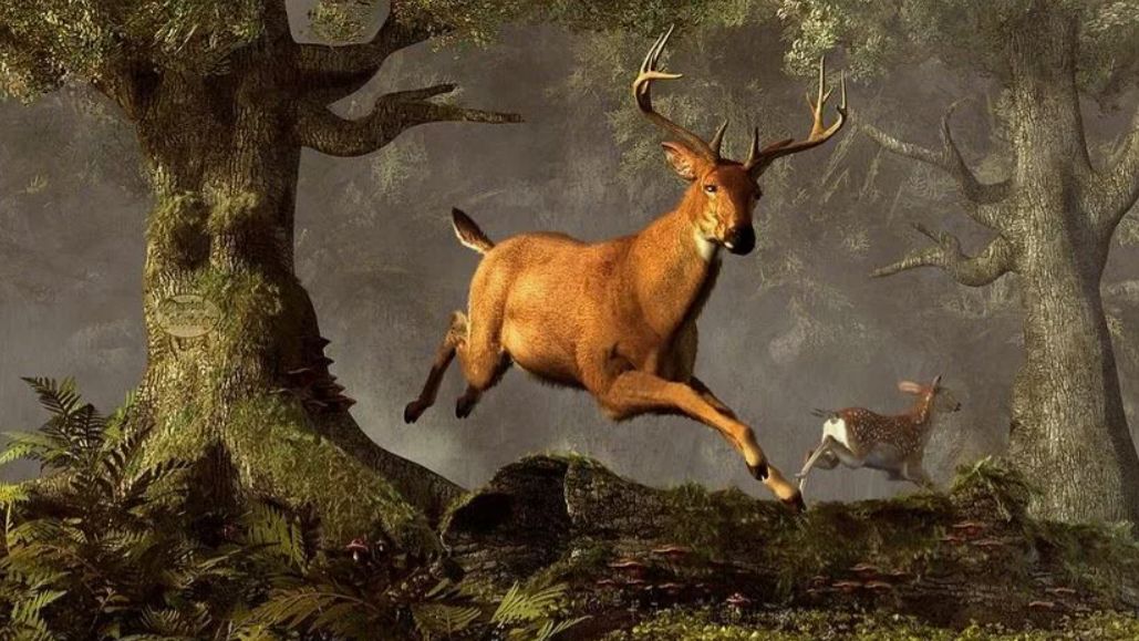 theHunter Classic-угодья Хиршфельден-добыли лань и благородного оленя