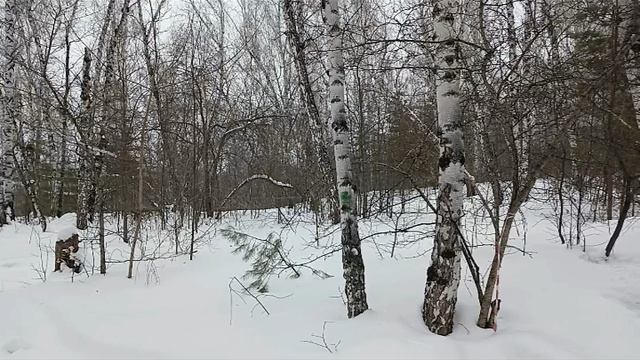 Слайд-шоу. Бугринская роща.