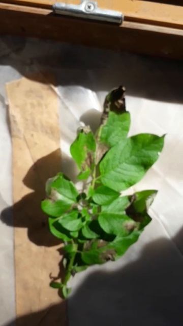 Повреждение ботвы картофеля после дождя