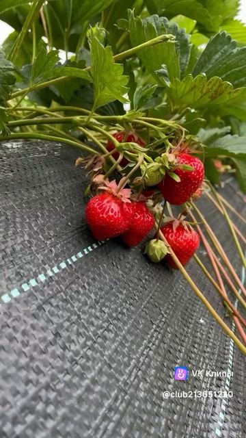 Некоторые не любят клубнику