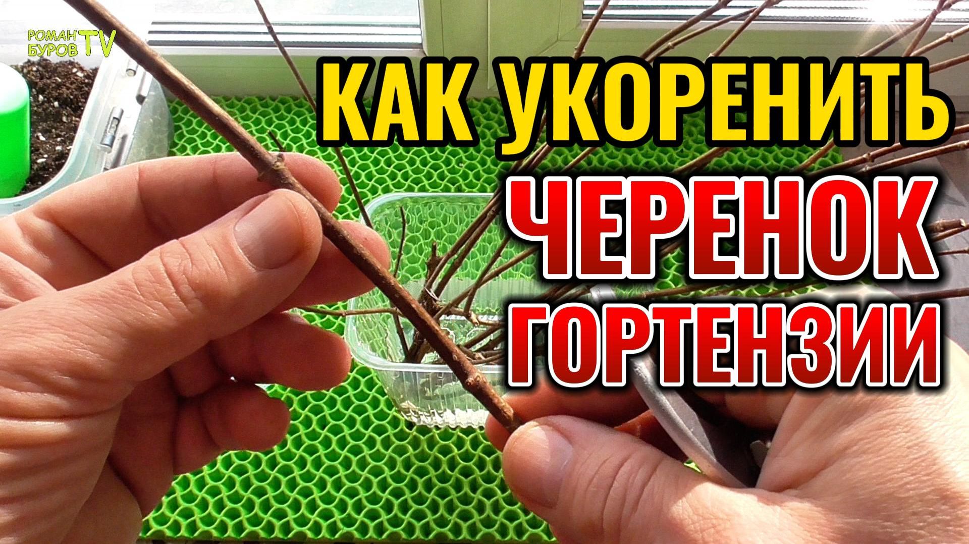 Руководство по укоренению черенков метельчатой гортензии сорта САМАРСКАЯ ЛИДИЯ 🌸🌺