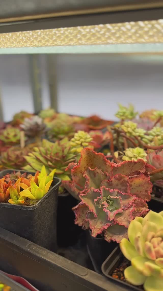 Садик из суккулентов в Ботаническом саду МГУ