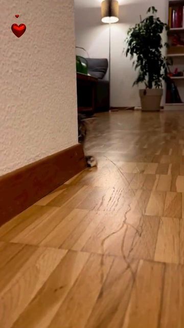 Шарики и кошарики.😻Веселые котики. Коты хулиганы! Невероятные трюки! #кот #хулиган #трюк #short