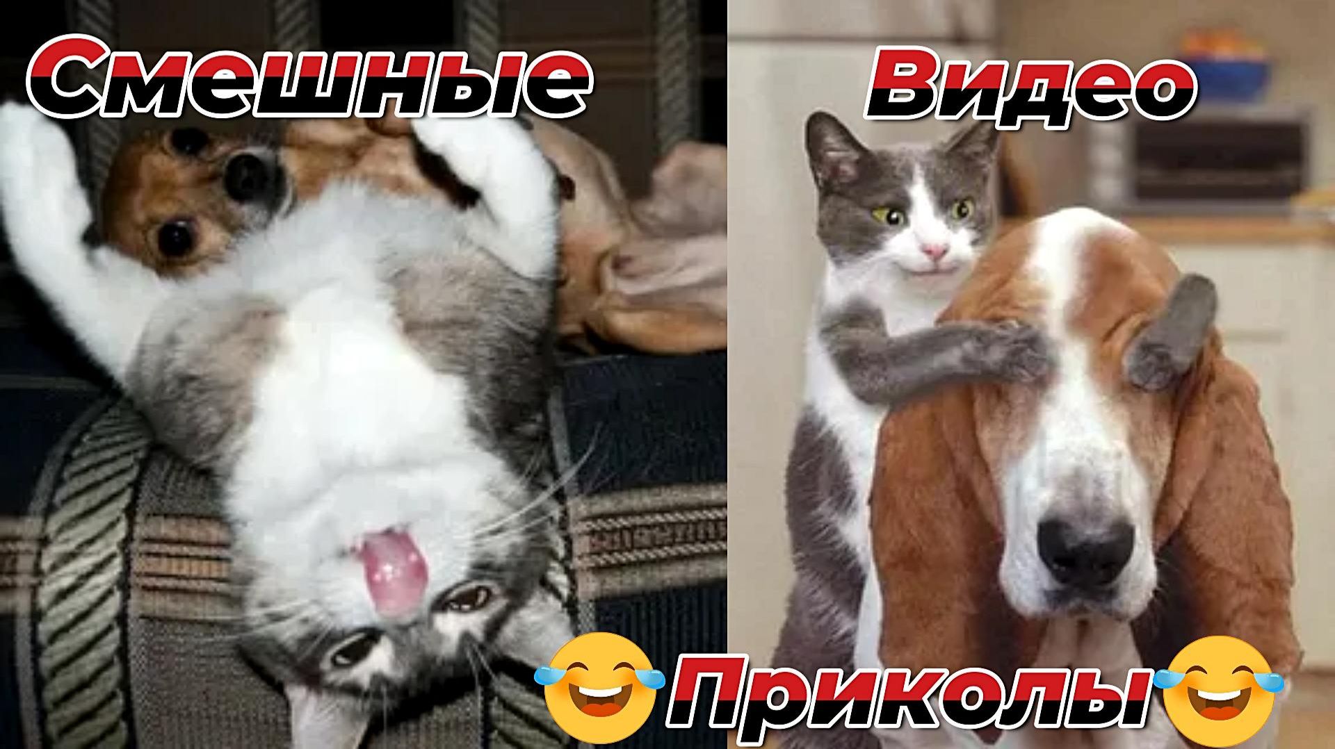 Видео приколы смешные