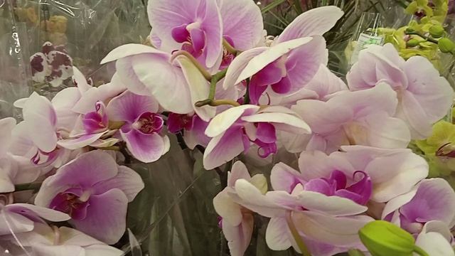 Пересадка фаленопсиса после покупки: что нужно знать