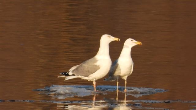 голоса птиц, Чайка Серебристая, Великий Новгород, 19 марта 2026