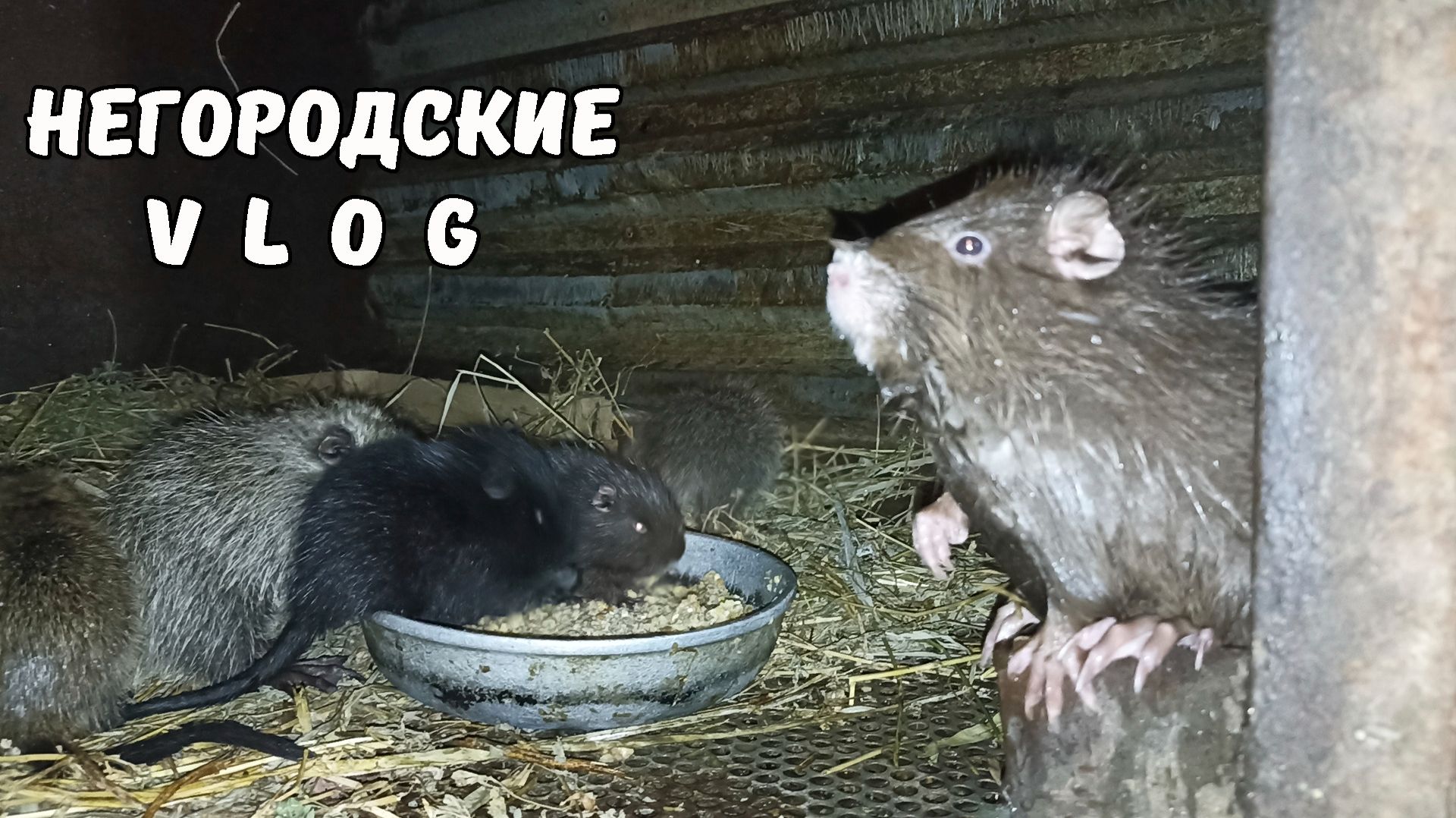 У НУТРИЙ-малышей новый дом. Переживаем, не замерзнут ли. 17.03.26