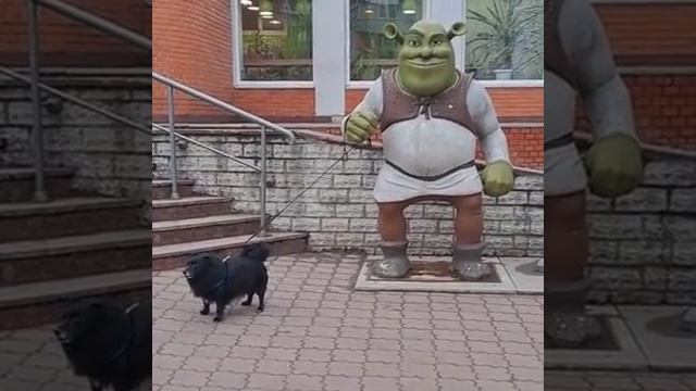 Осел заметно поменялся