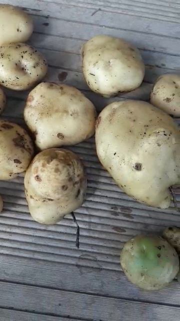 11 августа. Лариса Лавриненко. Опыт выращивания картофеля. Подкопка куста. Часть 1