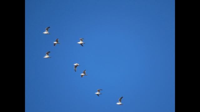 Кадры дня 17 марта 2026 / Ижора. Межстоличье.