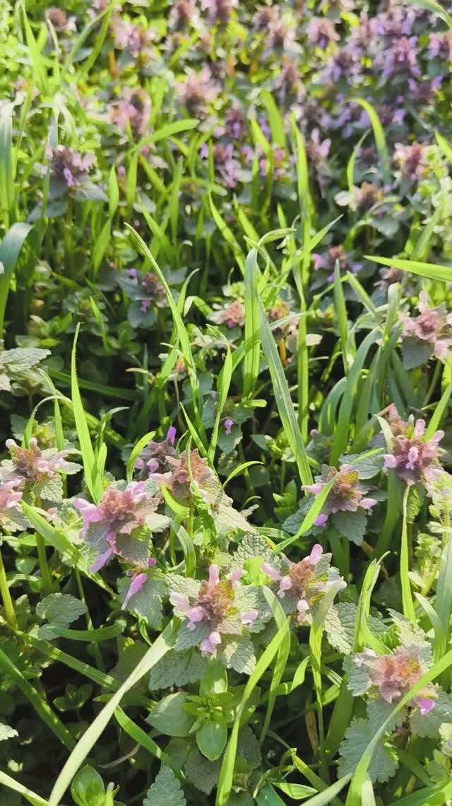 18 МАРТА ПРИРОДА КУБАНИ ЮГ РОССИИ +15 ВЕГЕТАТИВНЫЕ ПРОЦЕССЫ РАСТЕНИЯ КУСТЫ ДЕРЕВЬЯ ПЛОДОВЫЕ