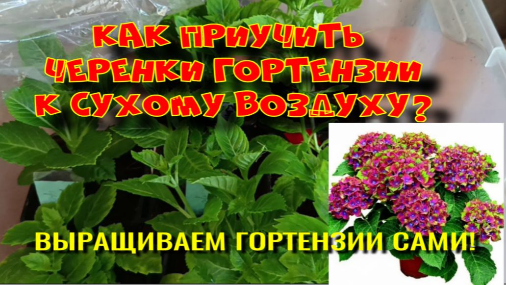 КАК ПРИУЧИТЬ МОЛОДЫЕ ГОРТЕНЗИИ К СВЕЖЕМУ ВОЗДУХУ?