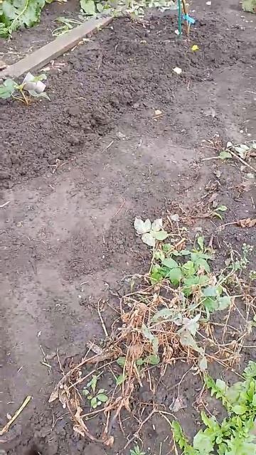 6 сентября. Место под картофель осенью. Часть 3