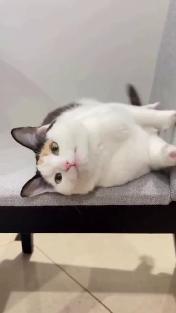 Встречает любимого хозяина