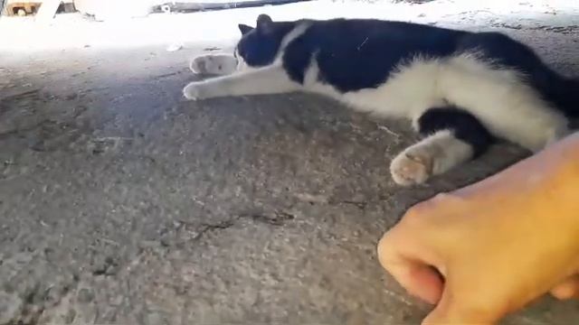 Кот Макс укрылся в укромном месте