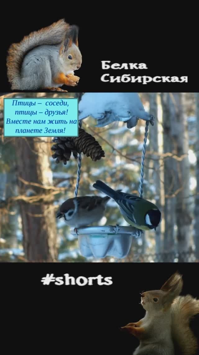 Синицы и воробей на кормушке качельке