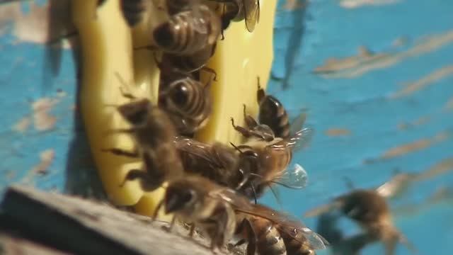 Насекомые, летнее настроение