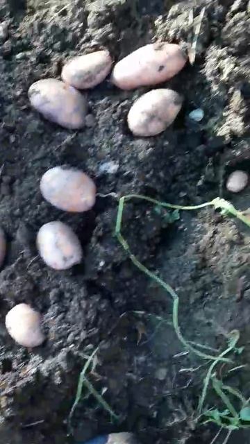 18 августа. Лариса Лавриненко. Опыт выращивания картофеля. Выкопка. Часть 1