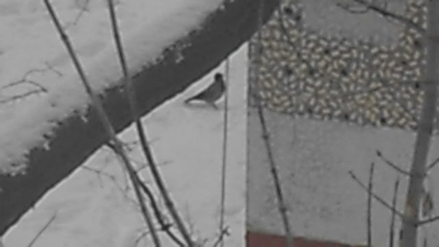 Ворона что-то нашла в снегу. DSCN7396