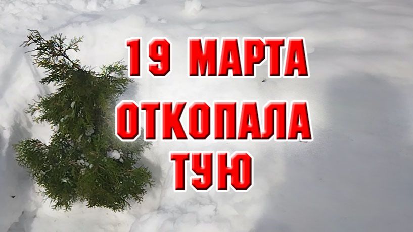 19 марта. Откопала свою тую, розы стоят зеленые