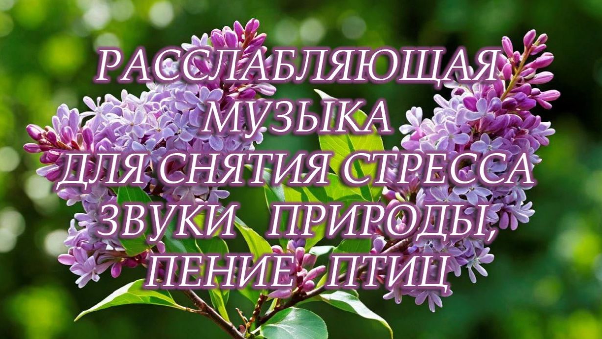 Расслабляющая музыка. Божественные звуки природы и пение птиц.