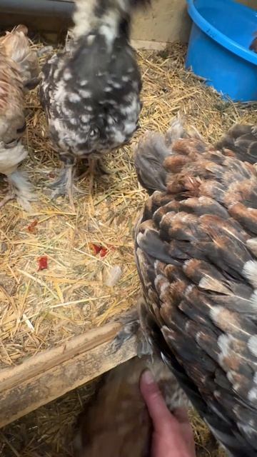 Фаверольки 19.03