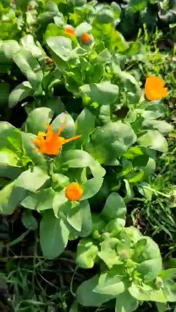 Ленобласть. Хвойное. Дача. Календула