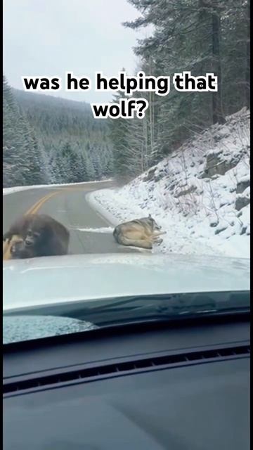 Снежный человек упал с насыпи на дорогу, таща на себе волка