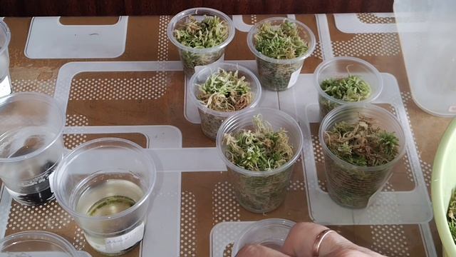 Клубни Алоказии высаживаю в мох.