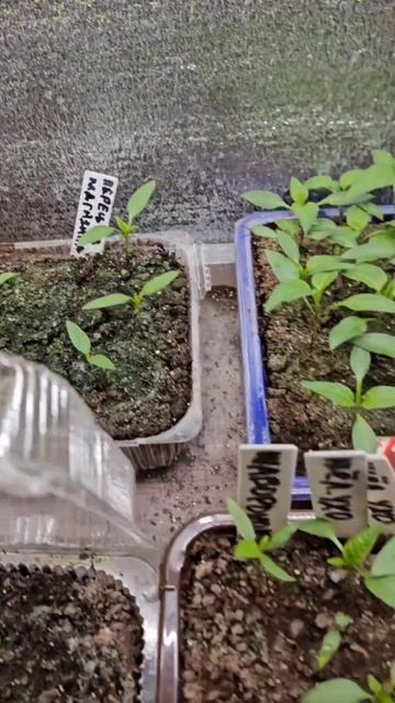 Обзор посаженных перцев