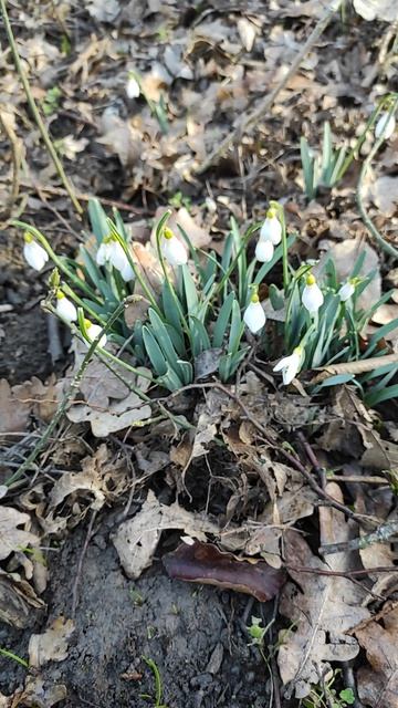 Весна в Ставрополе. Подснежники в Парке Победы в Ставрополе. Отдых в Ставрополе