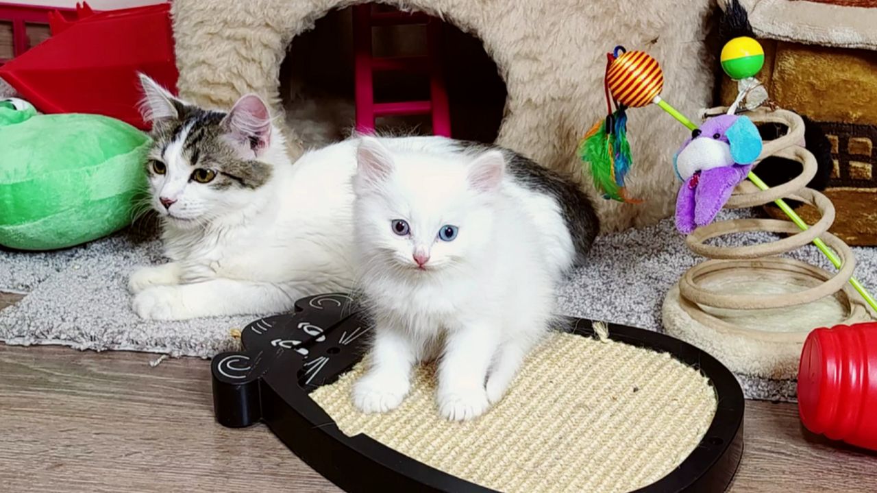 Мама-кошка, маленький котенок Микки и собака Макс. Котенок Микки играет с кошкой-мамой.