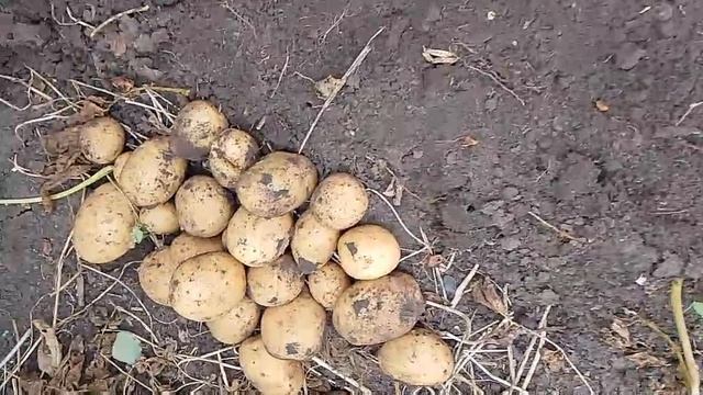 12 августа. Уборка картофеля. Часть 1. Сорт Голандка