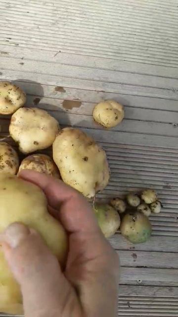 11 августа. Лариса Лавриненко. Опыт выращивания картофеля. Подкопка куста. Часть 2