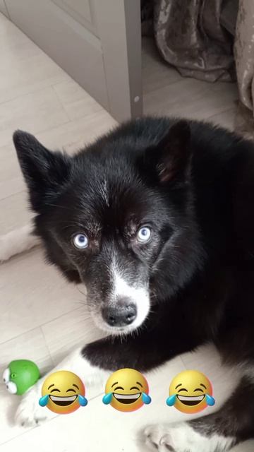 Привлекаю внимание Лаки