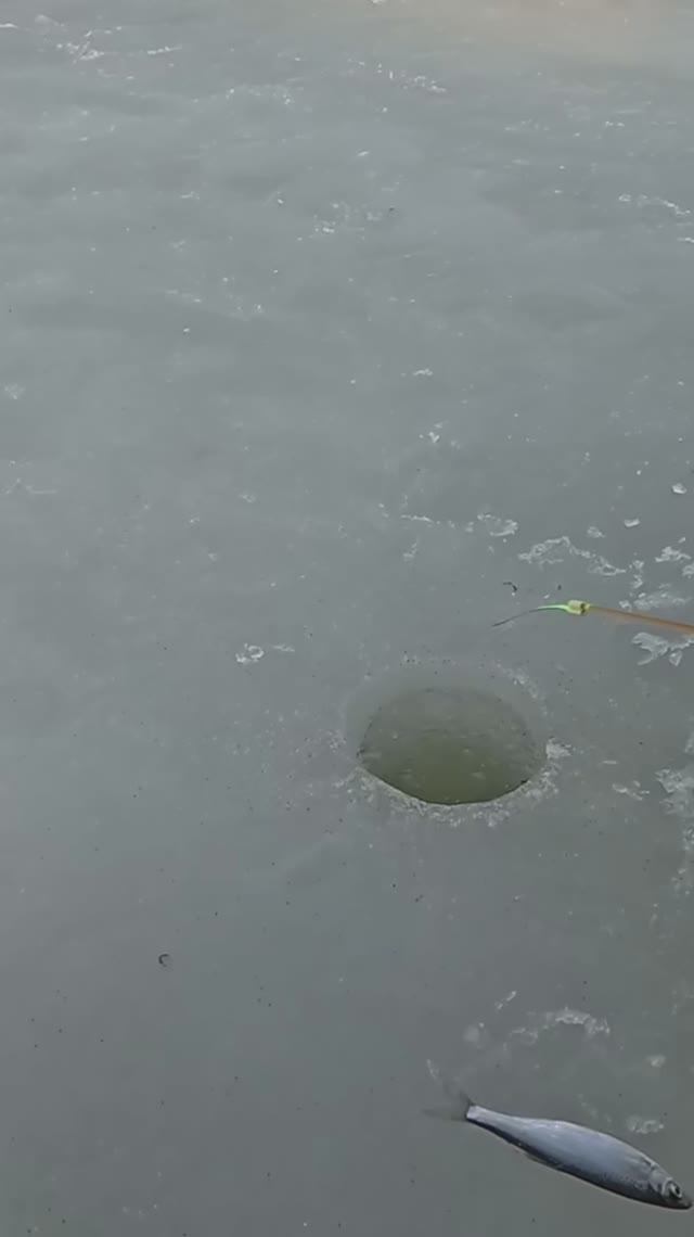 Густера на месте