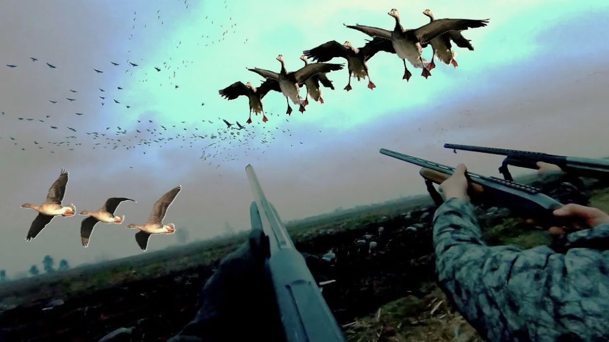 theHunter Classic-тропические леса Австралии,залив Пиккабин-Бей-охота на гусей